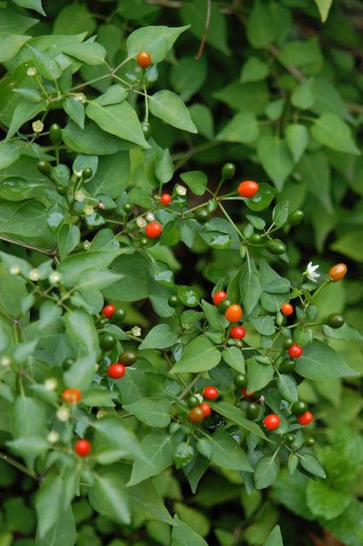 The chili pequin(Capsicum annuum), or Texas bird pepper, is easy to ...